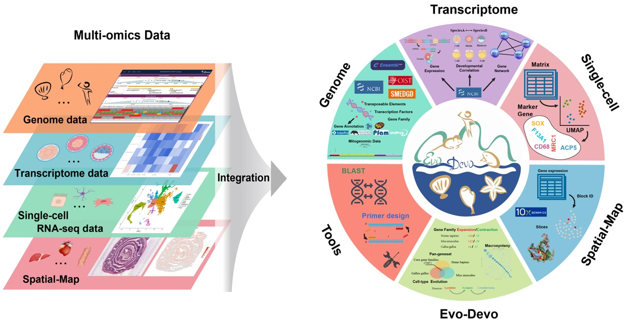 实验室建成国际首个横跨动物界的进化发育组学数据库平台